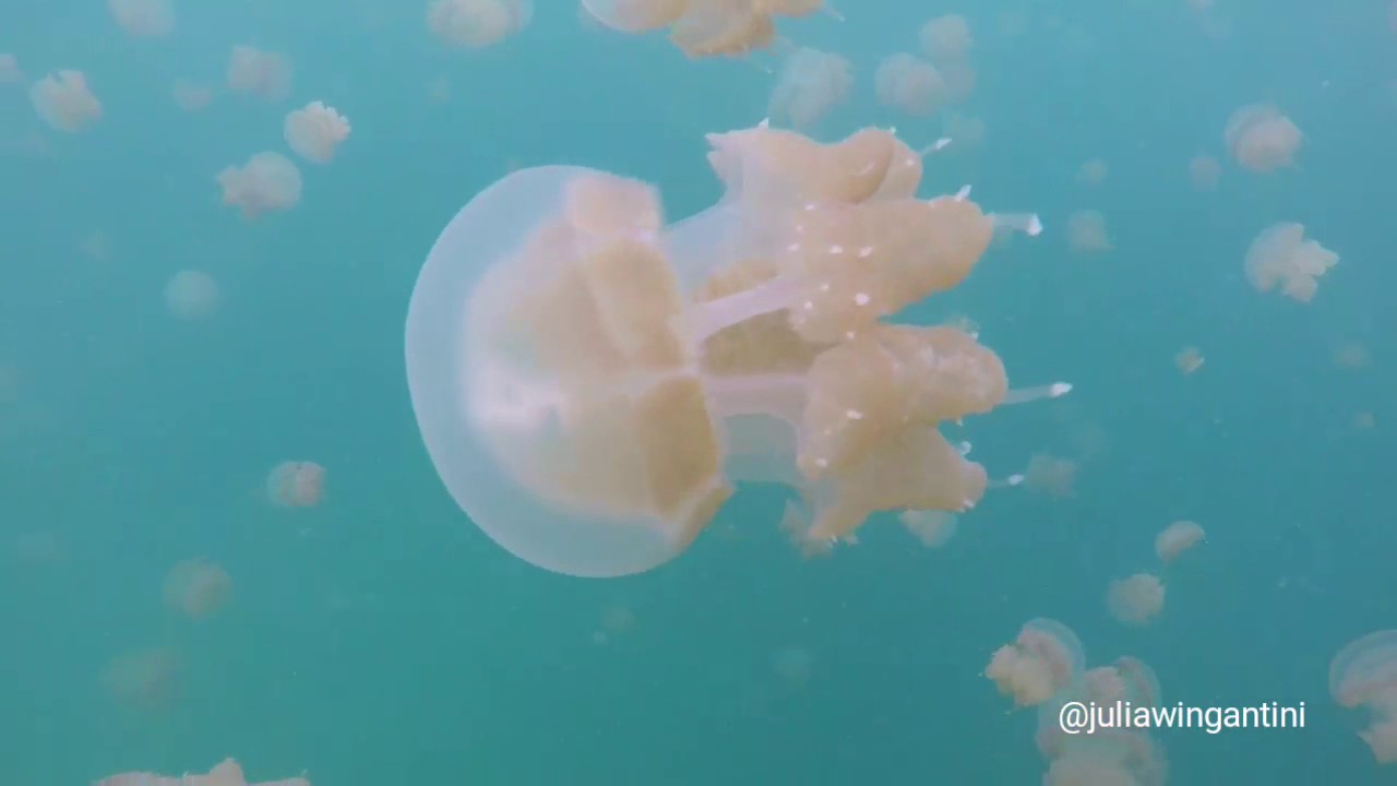 Jelly Fish Kakaban Island Indonesia - YouTube