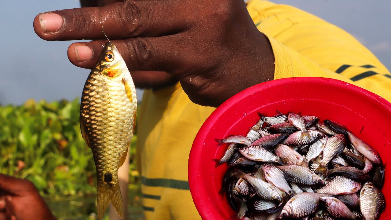 বিলে বড় পুটি মাছ ধরার পদ্ধতি | Puti Fishing in Beel - YouTube