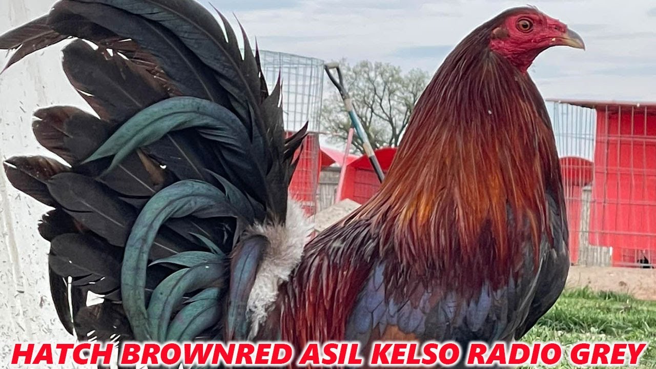 Sweater Kelso Asil Hatch Brownred Grey Radio RED NEWARK FARM ...