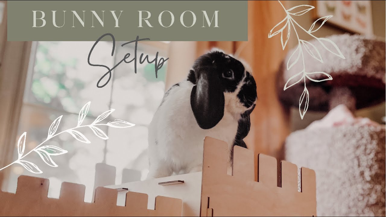 bunny room tour | my setup for multiple rabbits - YouTube