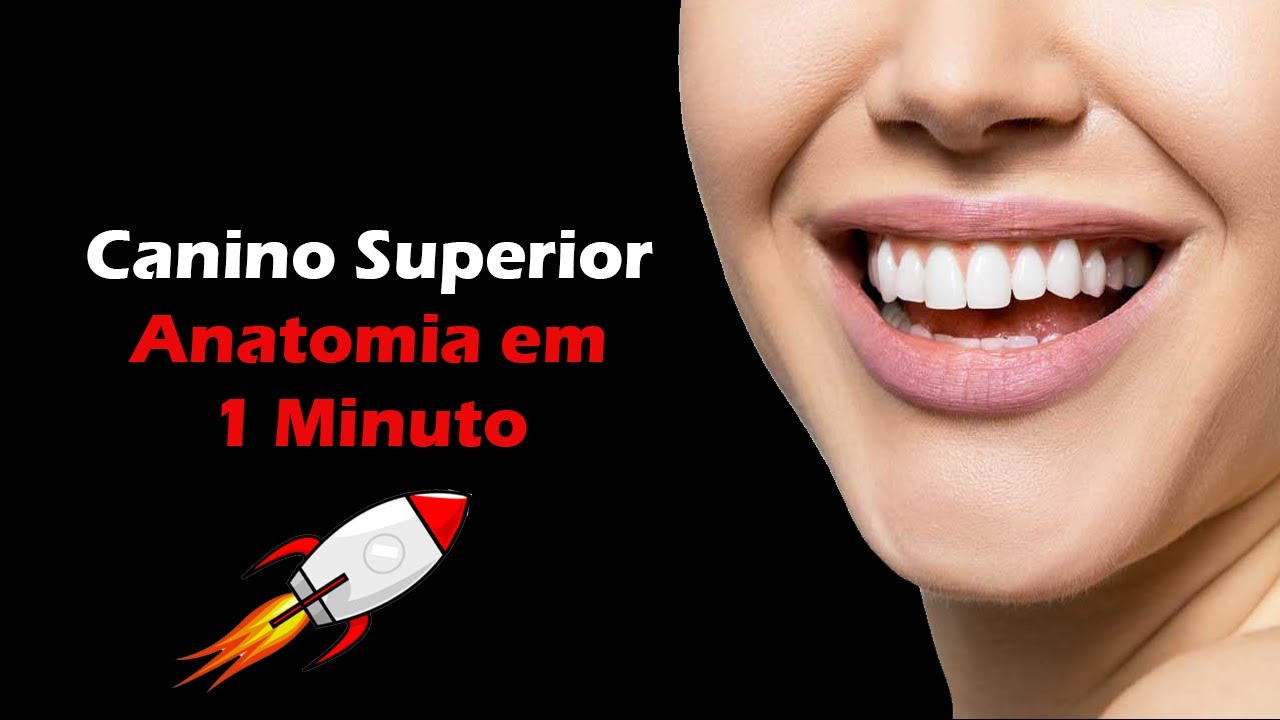 Anatomia do Canino Superior - Resumo de Anatomia Dental - Dente 13 e ...