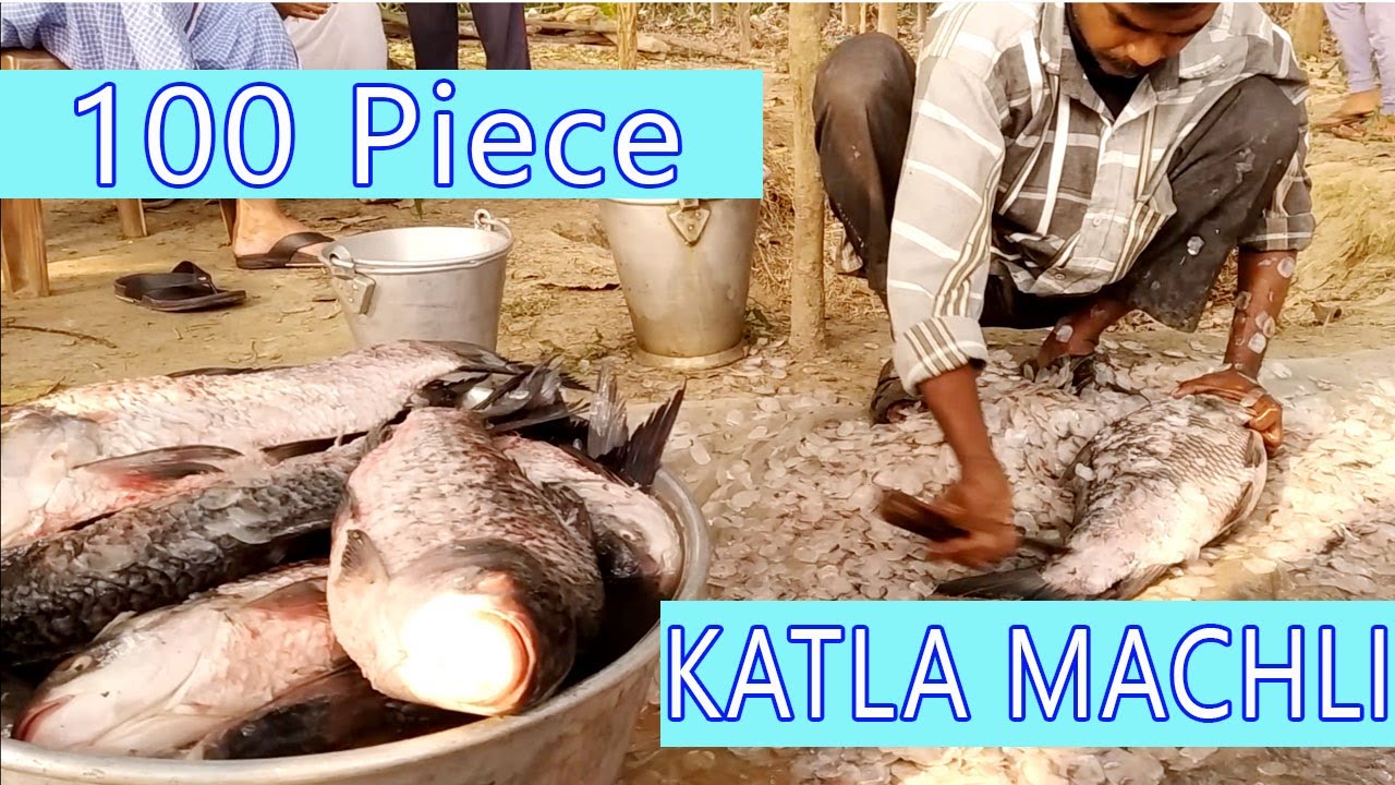 Amazing Katla Fish Cutting || Katla Machli cutting in village style ...