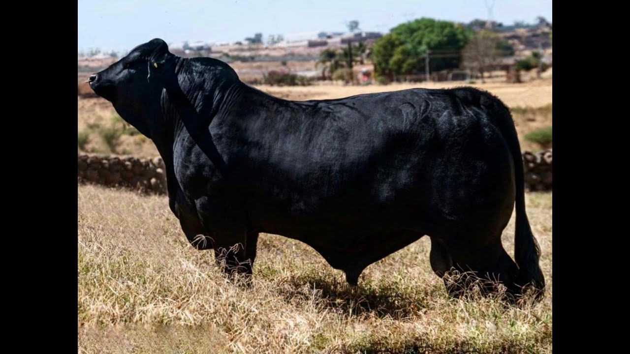 Brangus/ Ganadería San Angel / Tepatitlán , Jalisco / Calidad Cárnica ...