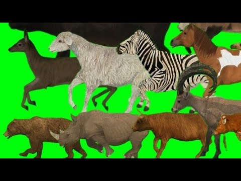 Zoo Animals Green Screen | Wild Animal Stampede Green Screen | Animals ...