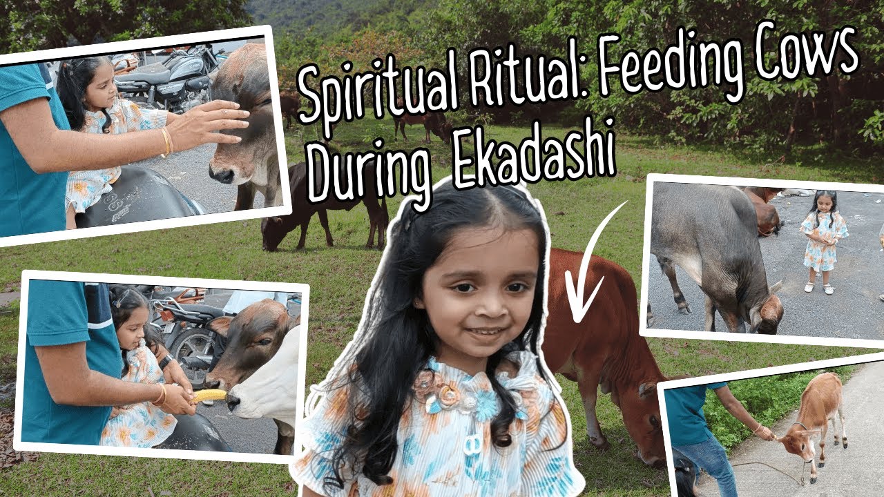 Honoring Our Ancestors: My Daughter's Heartwarming Cow Feeding Ritual ...
