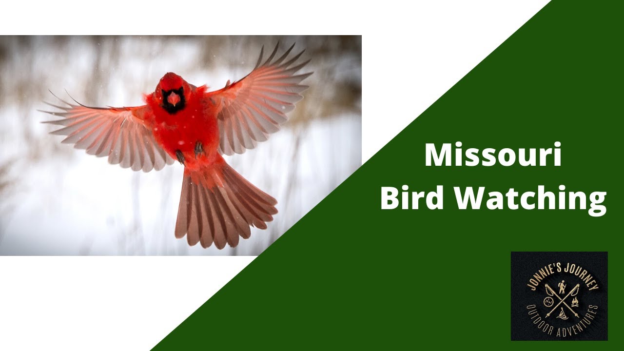 Bird Watching: This Weather is for the Birds - YouTube
