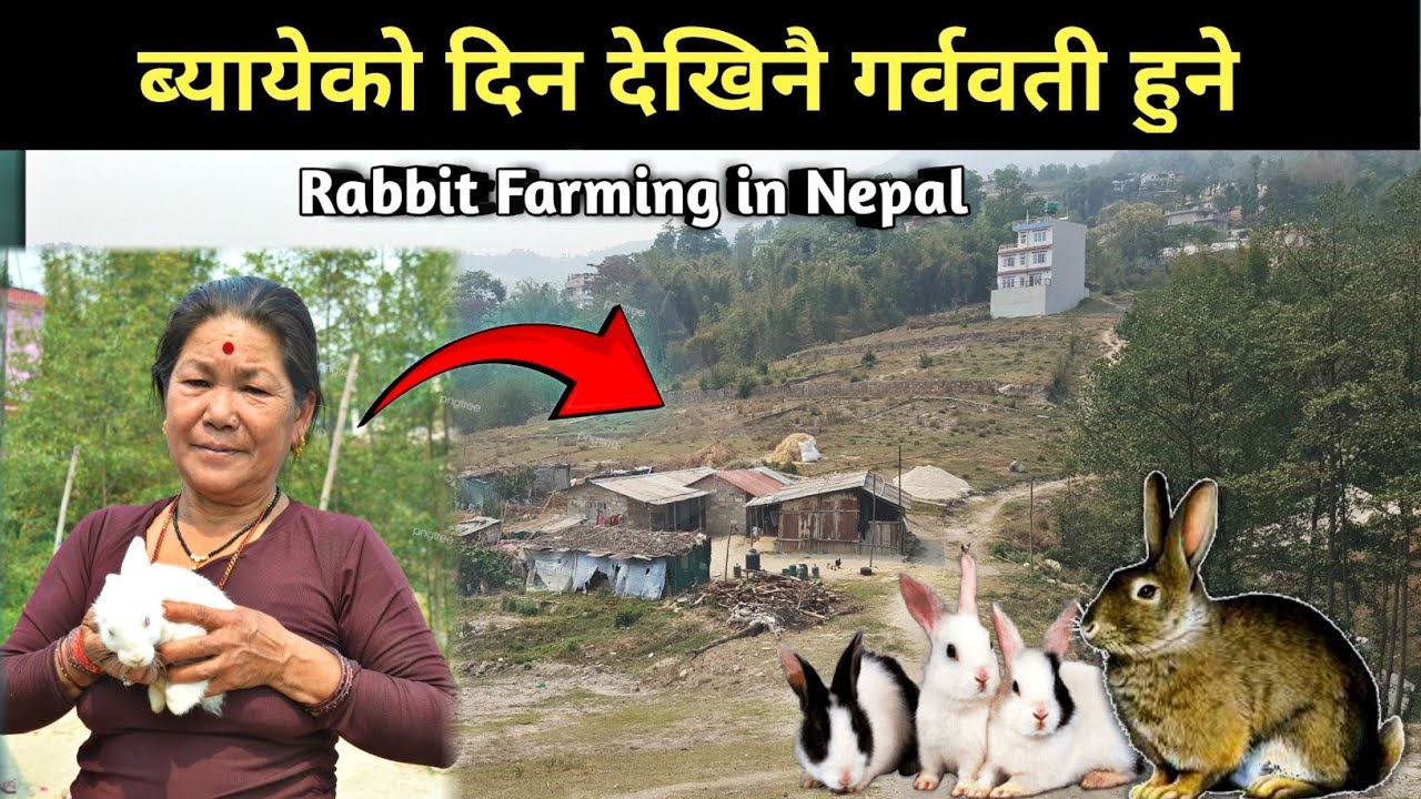 ब्याएको दिनदेखी नै गर्ववती हुने - Rabbit Farming in Nepal - Rabbit ...