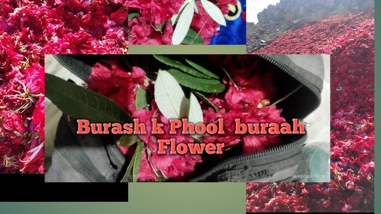 Buras k pholl, Buraah k phool, Flower for health - YouTube