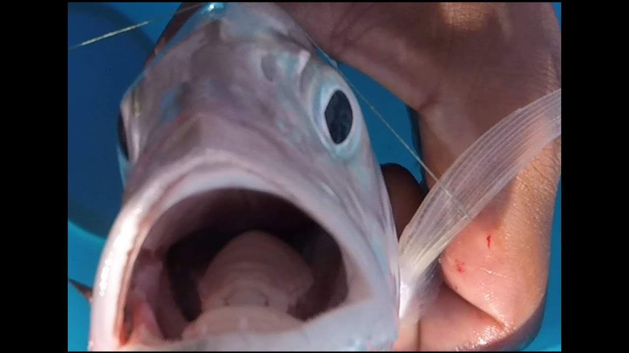 big parasite found in Trevally Grenada Caribbean - YouTube
