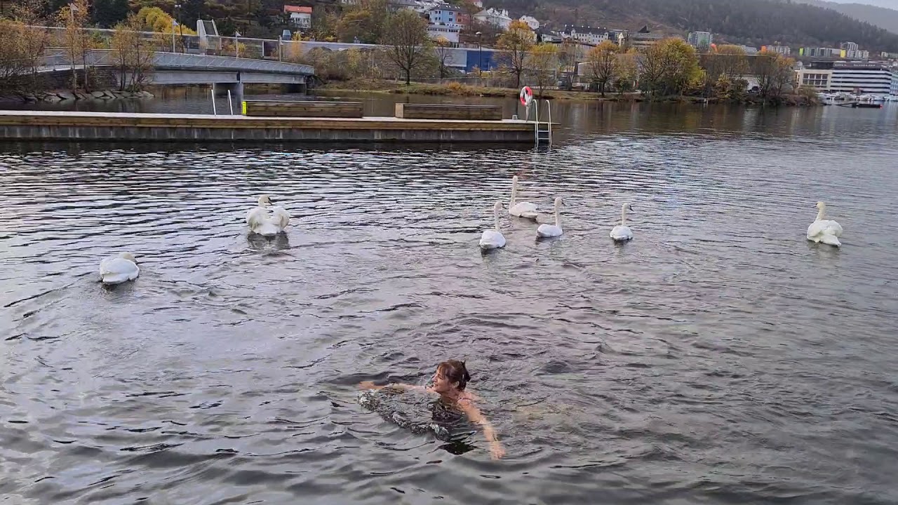 Vinterbad i svanesjøen - YouTube
