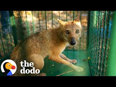Baby Jackal Falls 20 Feet Down a Well And Makes It Back Home | The Dodo