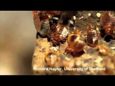 traumatic insemination of bedbugs - YouTube