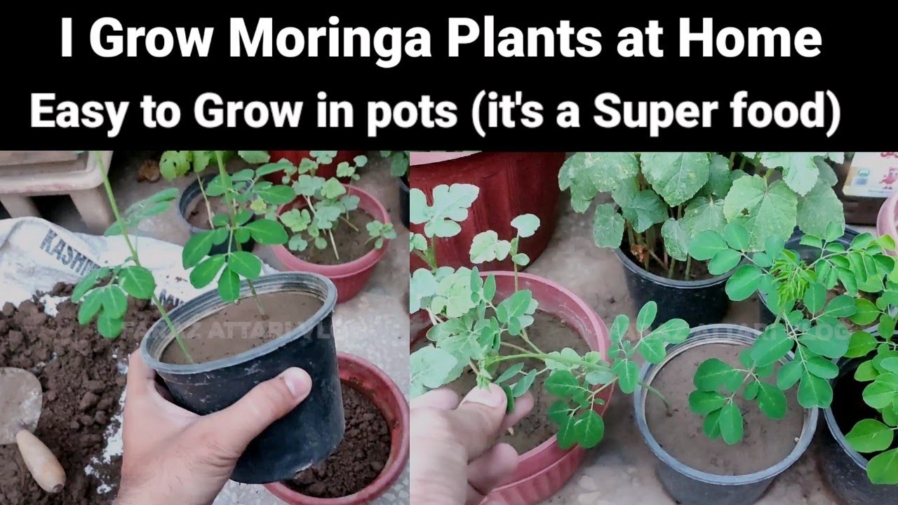 Moringa Plants Easy to Grow at Home in Pots - Sohanjna Seeds ...