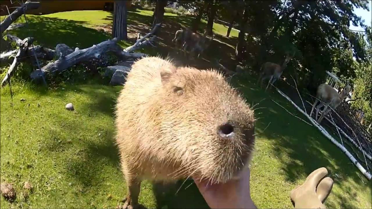 Capybara feeding - YouTube