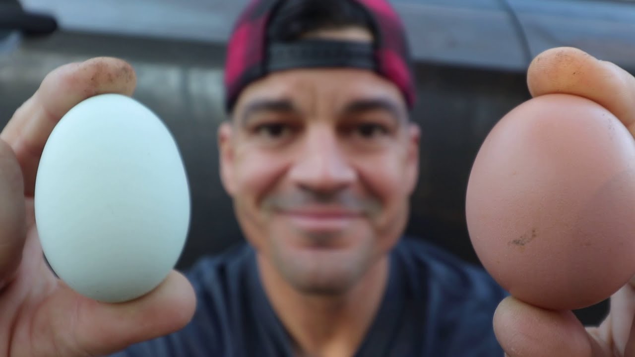 Sprouting Chicken Seeds The Easy Way! - YouTube