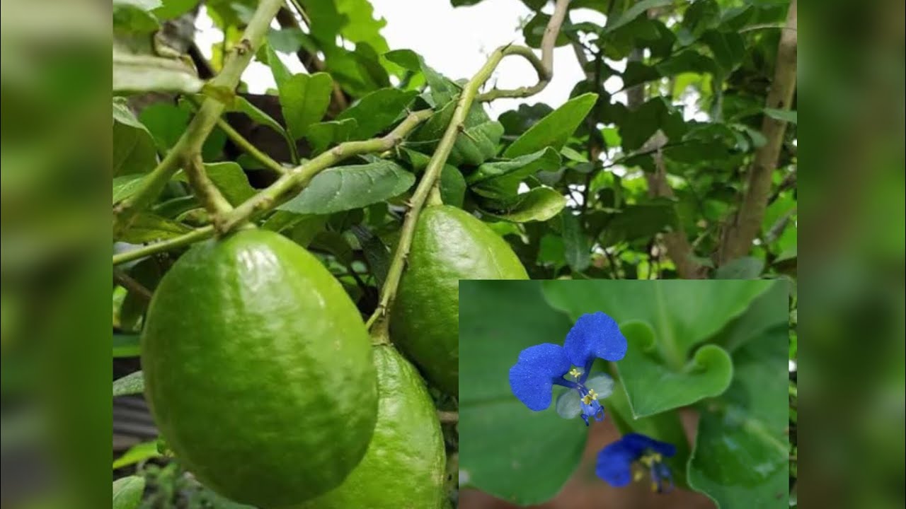 HEI MANAM NAIBA II WANGDENKHOIBI laigi thouramda Meeteina karigi ...