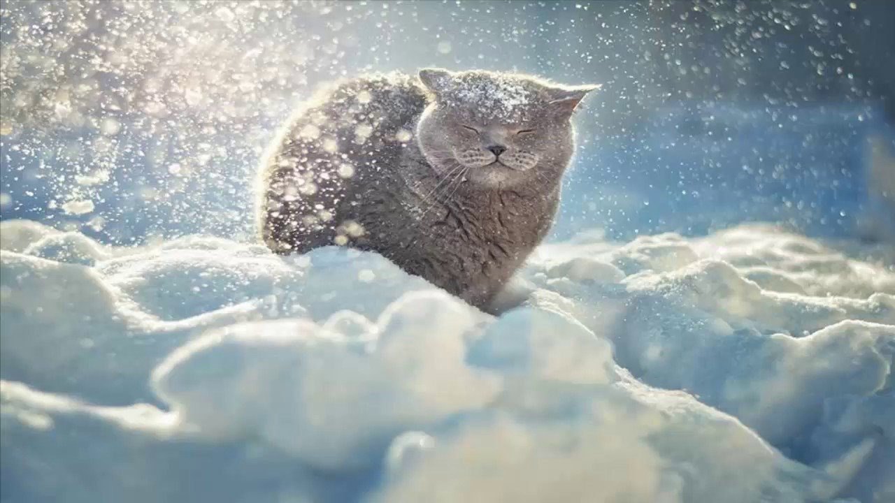 15 Magical Photos of Animals In Winter - YouTube