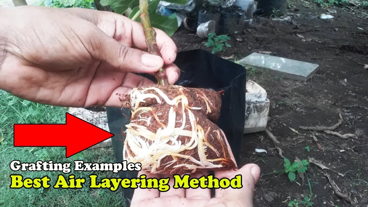Air layering fig tree - YouTube