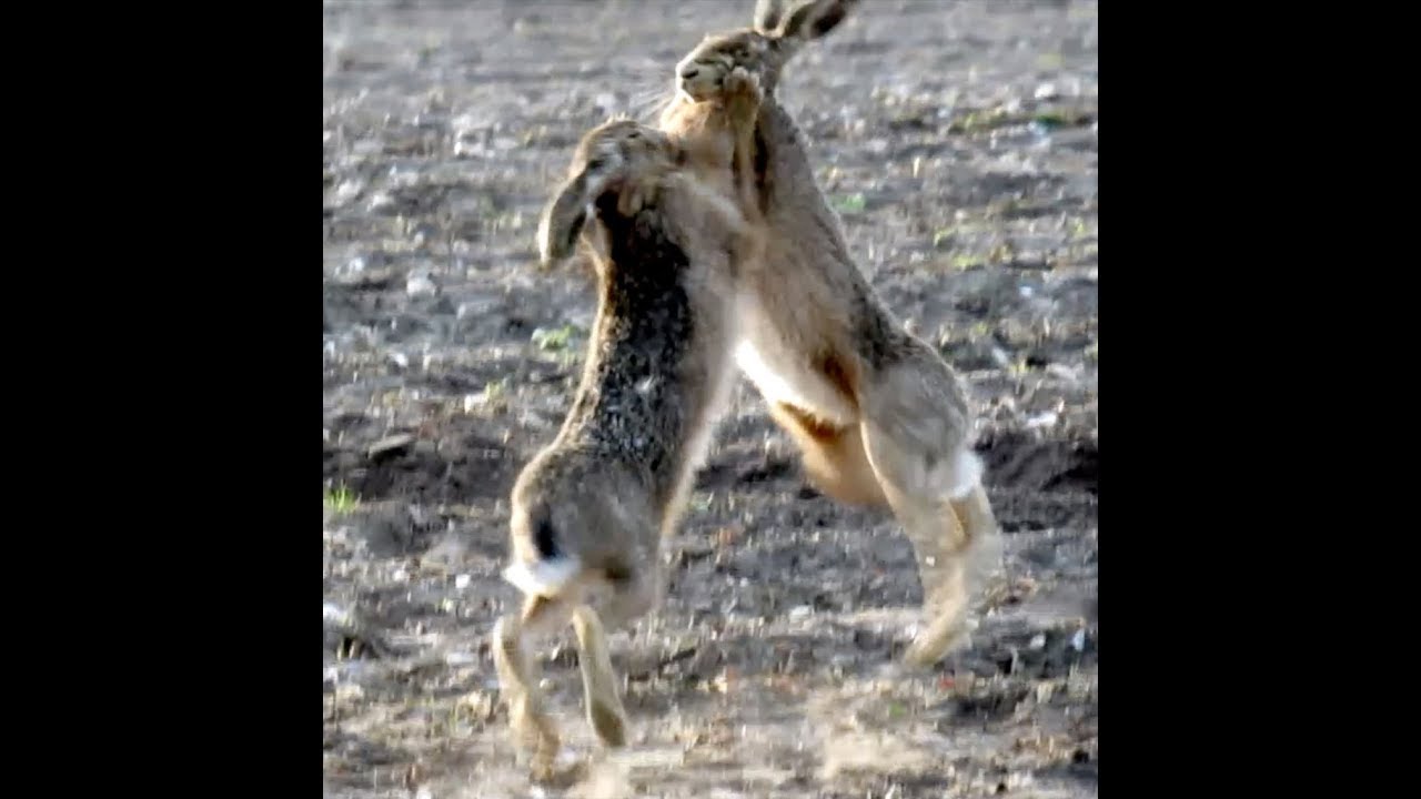 Boxing Hares - YouTube