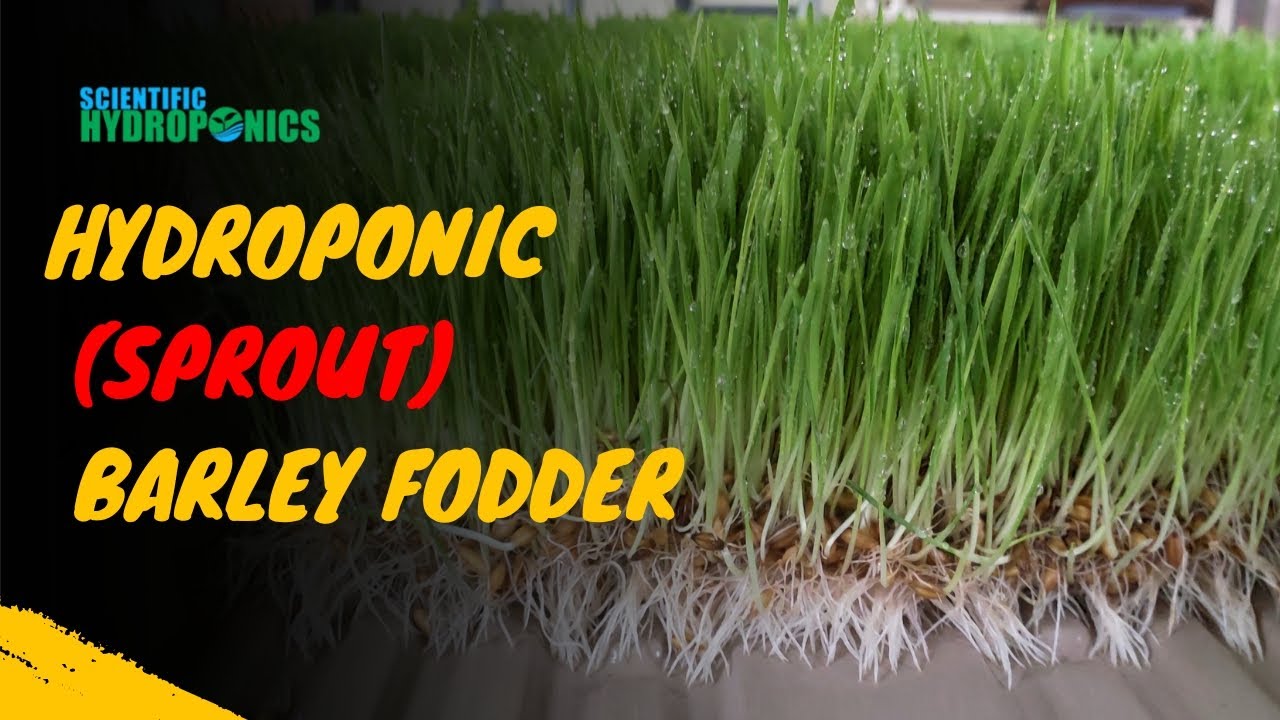 Hydroponic (Sprout) Barley Fodder| Hydroponic fodder system | @Ashwin ...