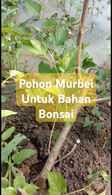 Pohon Murbei untuk bahan bonsai #bahanbonsai #murbei - YouTube