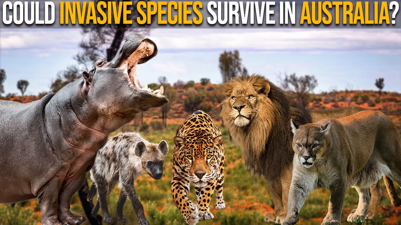 Could Invasive Species Survive in Australia? - YouTube