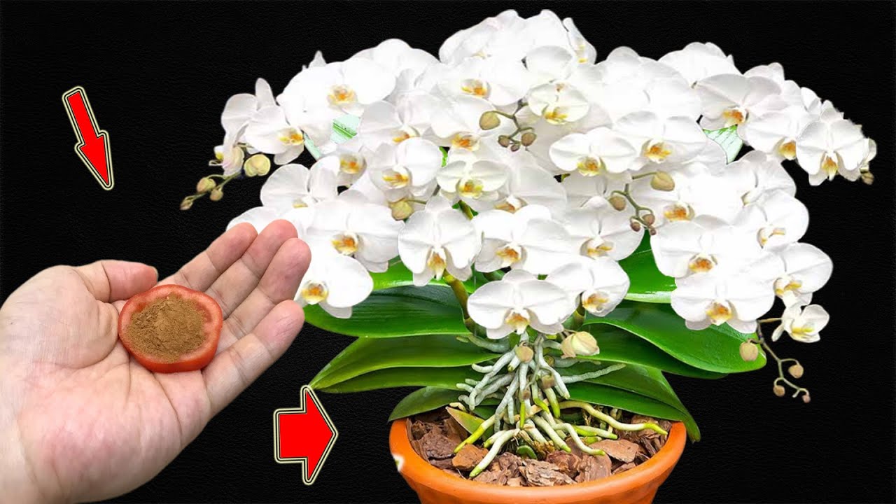 A Slice of Tomato Makes Orchids Bloom With Many Beautiful Flowers - YouTube