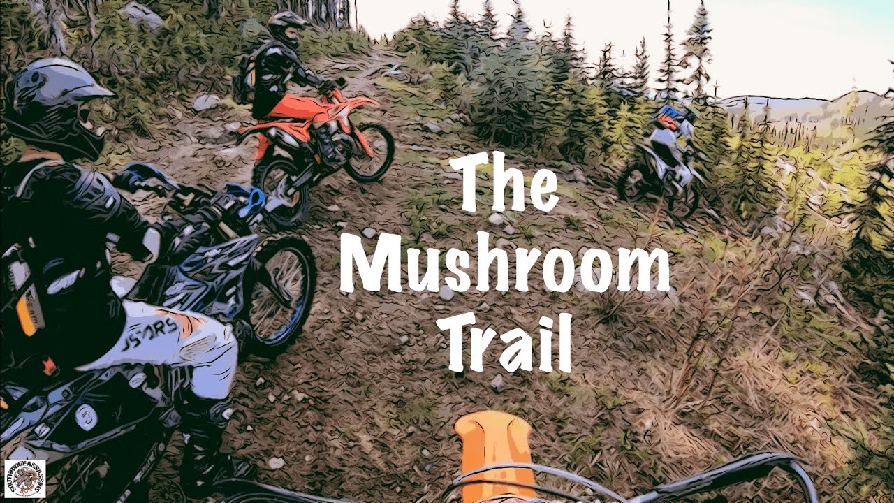 The Mushroom Trail - YouTube