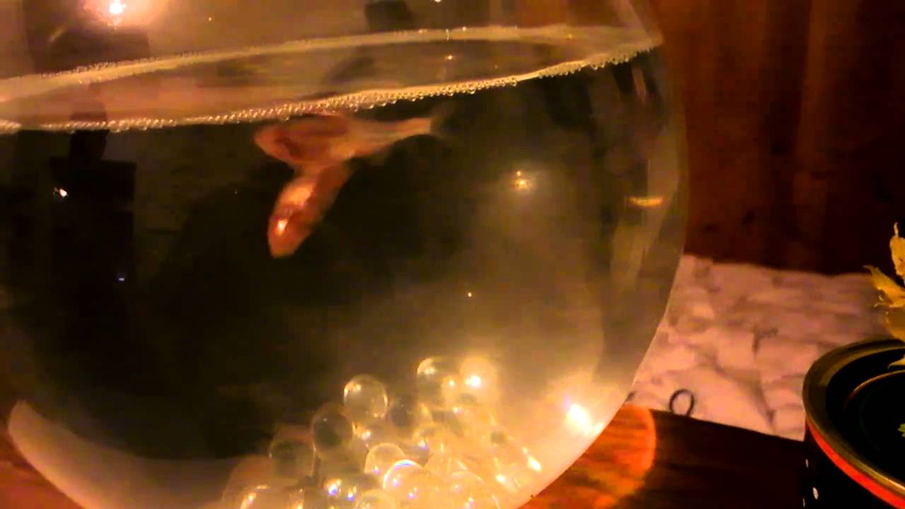 My no eyed ,see through cave fish .Having a moment. - YouTube