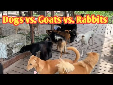 Dogs vs. Goats vs. Rabbit at Farm #dogs #goat #rabbit #animals #puppy # ...