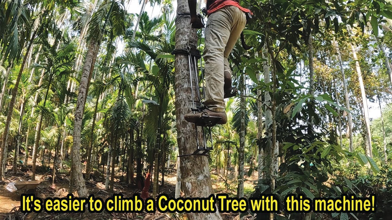Coconut Climbing Made Easy with this Machine l इस मशीन से कोई भी नारियल ...