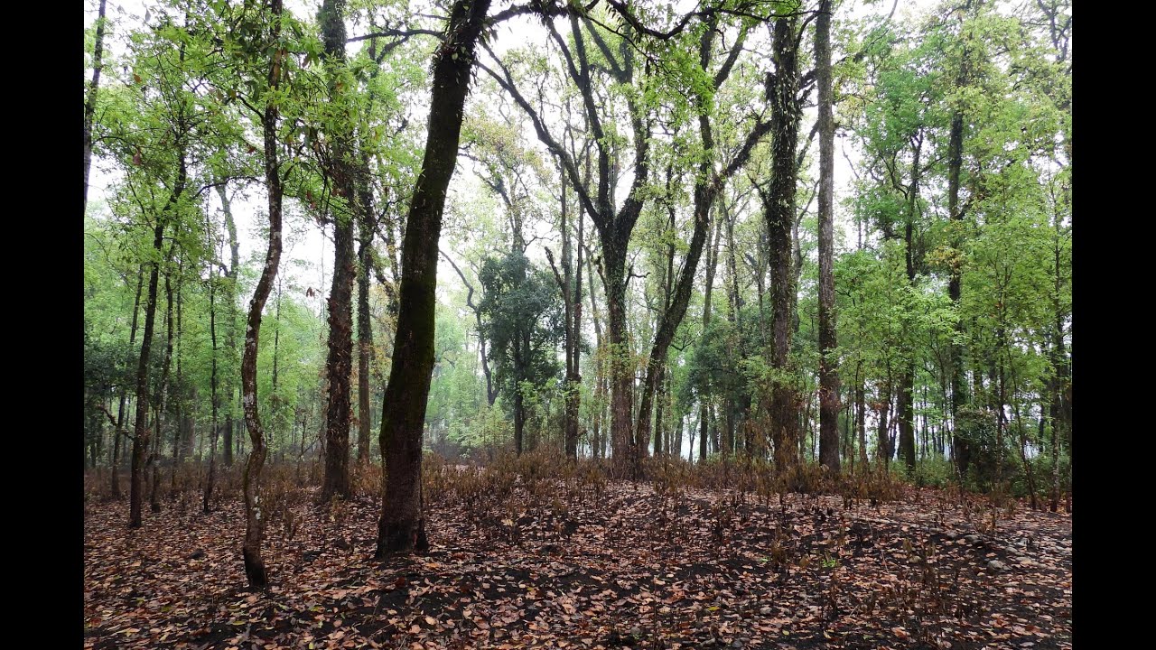 Gorumara National Park - detailed information about forest and watch ...