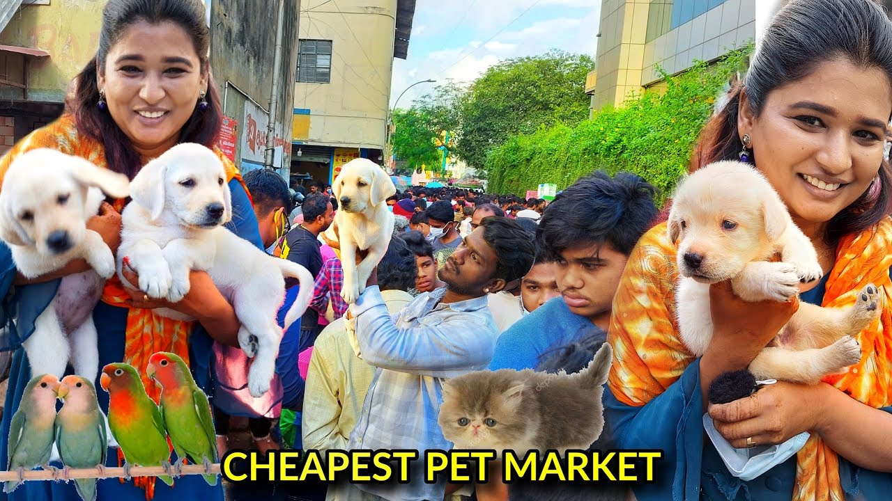 Cheapest pet market | chennai - YouTube