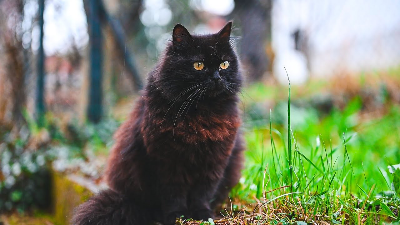 🌧 Norwegian Forest Cat in the Rain 🌧 Sound ON and Enjoy - YouTube