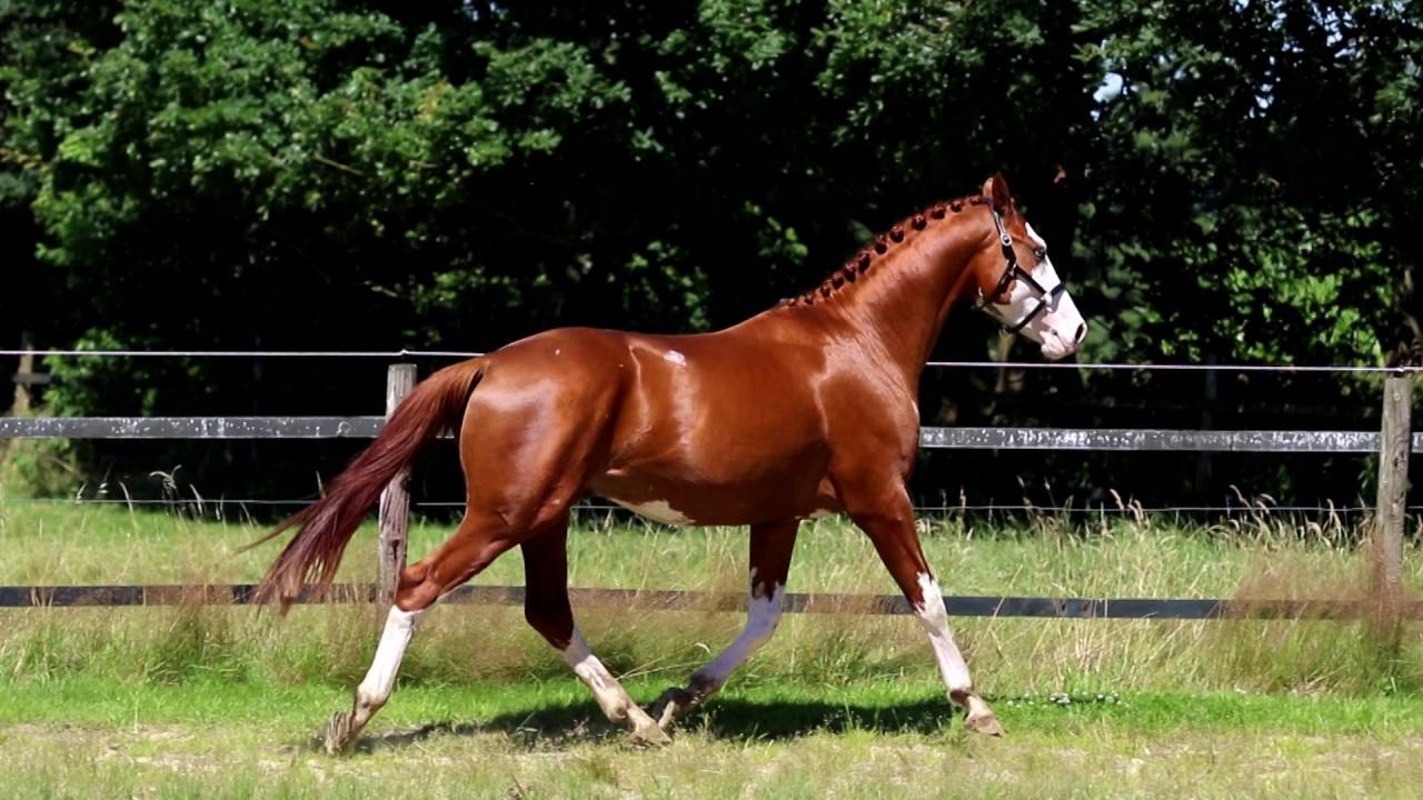 Saratoga Stud presents our new future breeding Stallion Dwayne Johnson ...