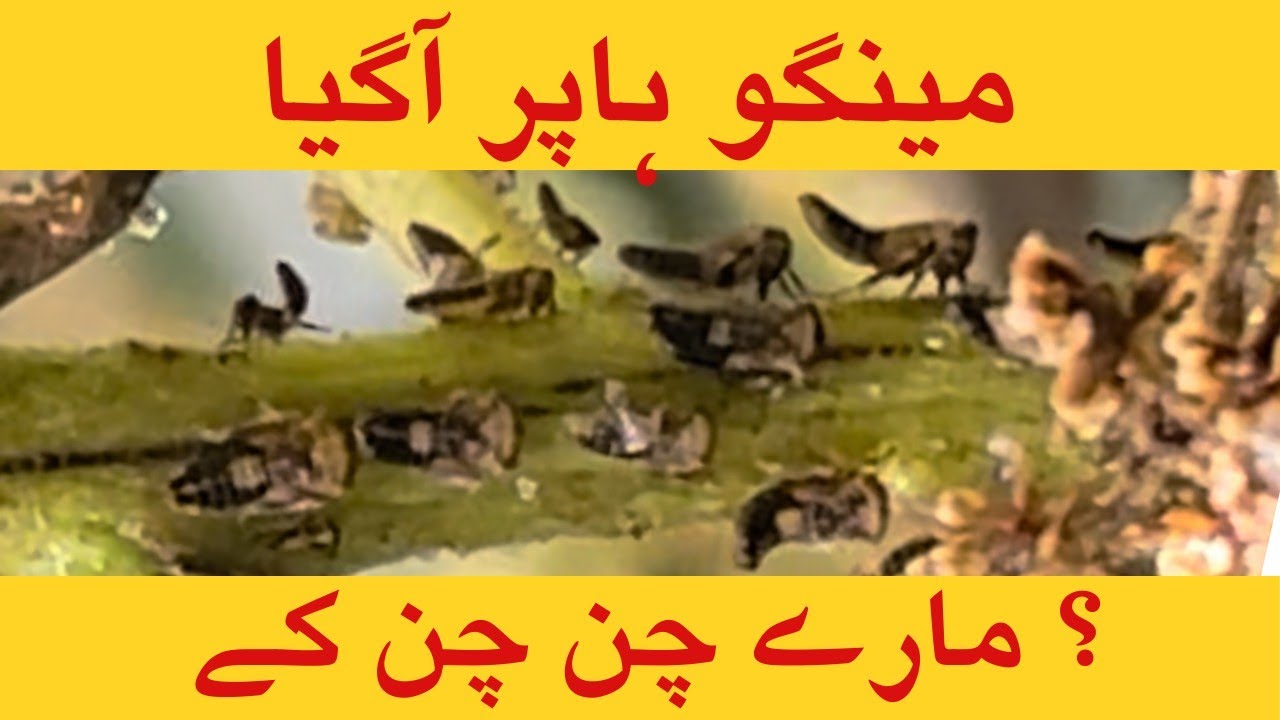 Urgent Alert: Mango Hopper Outbreak in Punjab - Essential Control ...