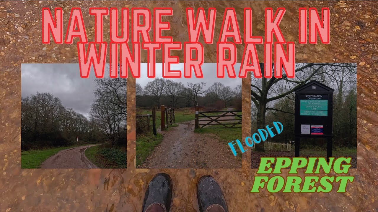 Walk in the Rain | Epping Forest London ~ New Years in the Winter Rain ...