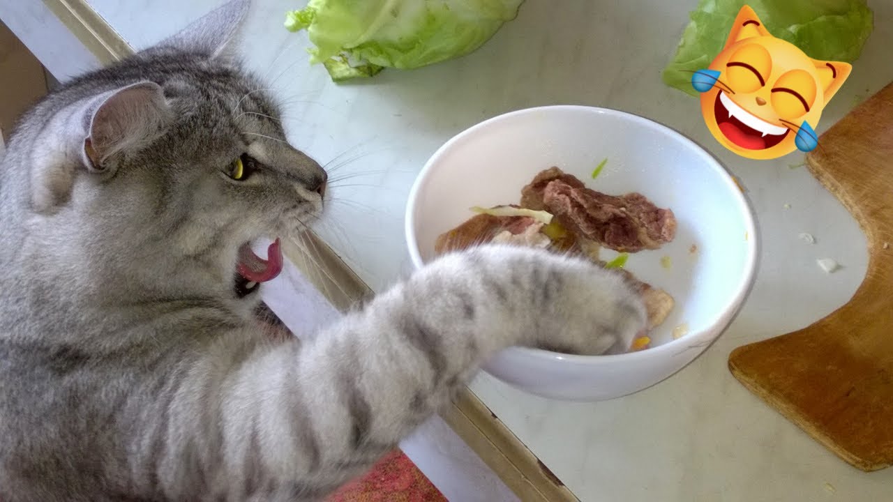 Very funny cats, very hungry cats!! - YouTube