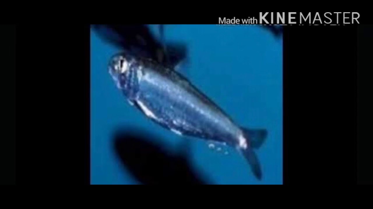 Mc Benny boi - Batty fish 2 - (official audio) - YouTube