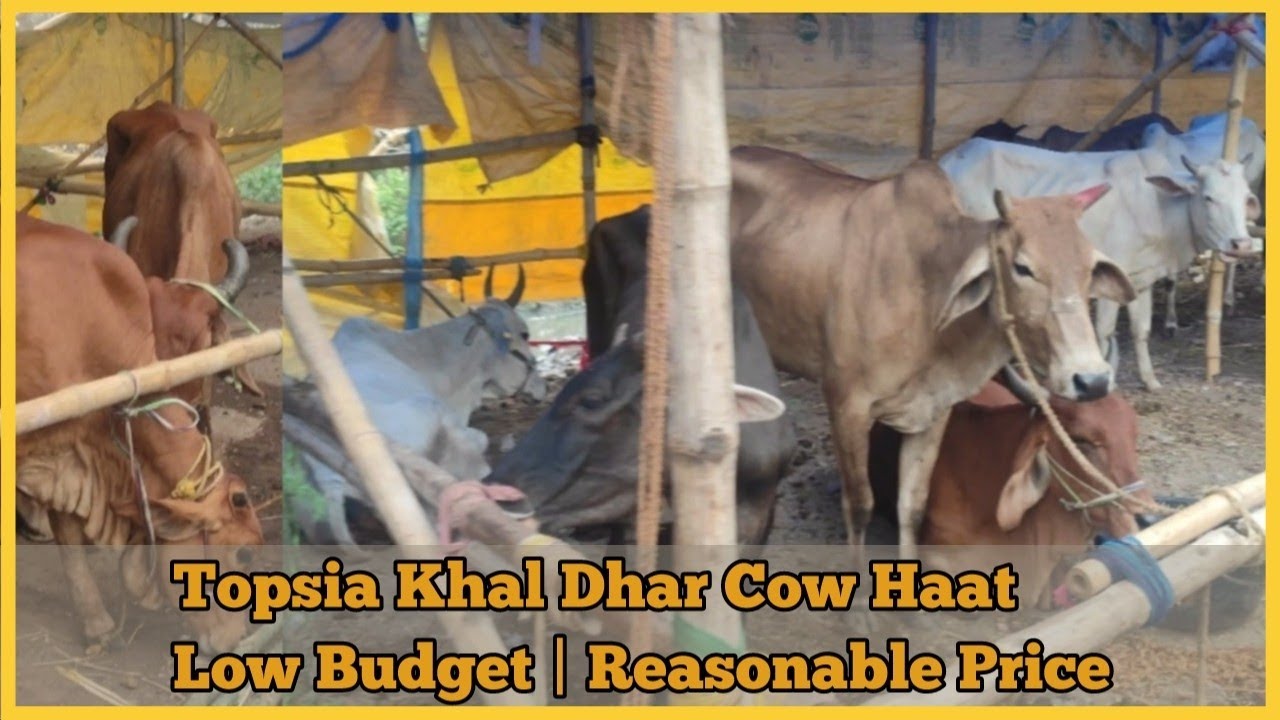 Topsia Khal Dhar Cow Haat | Low Budget Cow Mandi | Reasonable Cow Mandi ...