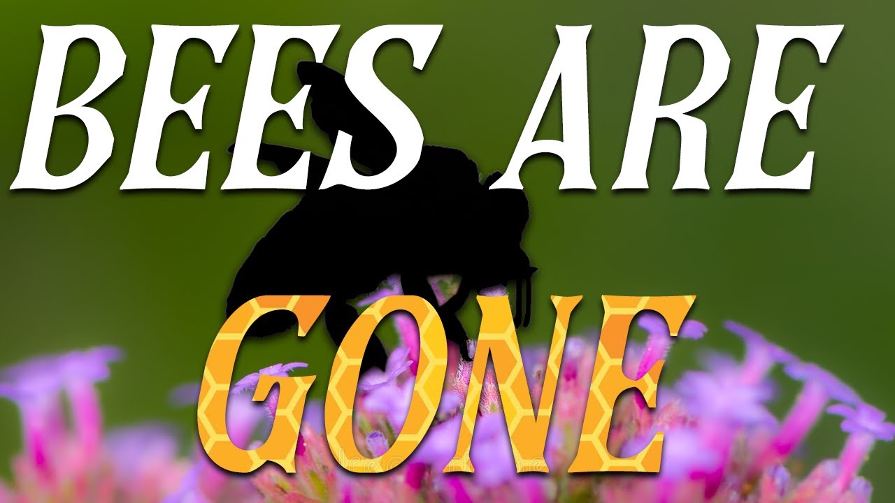 The Bees Are Gone... Now What? - YouTube