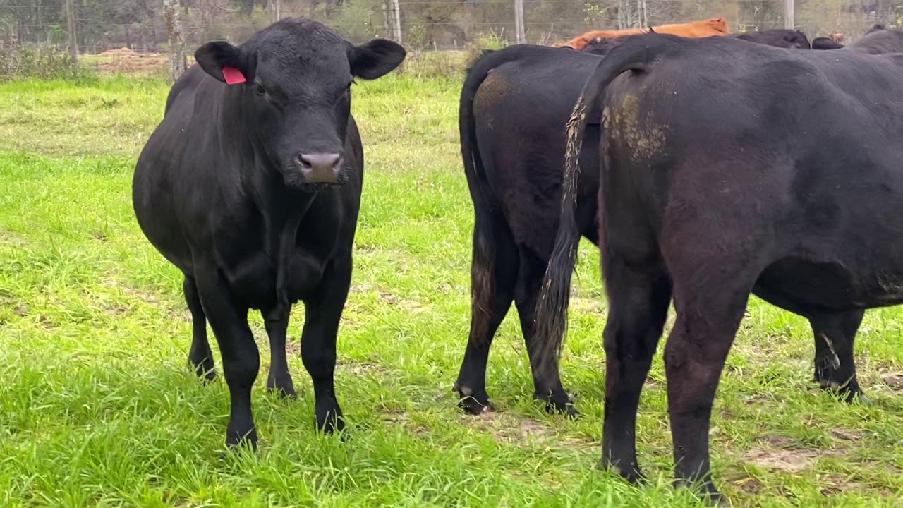 Forage developed 2 year old bulls for sale - YouTube