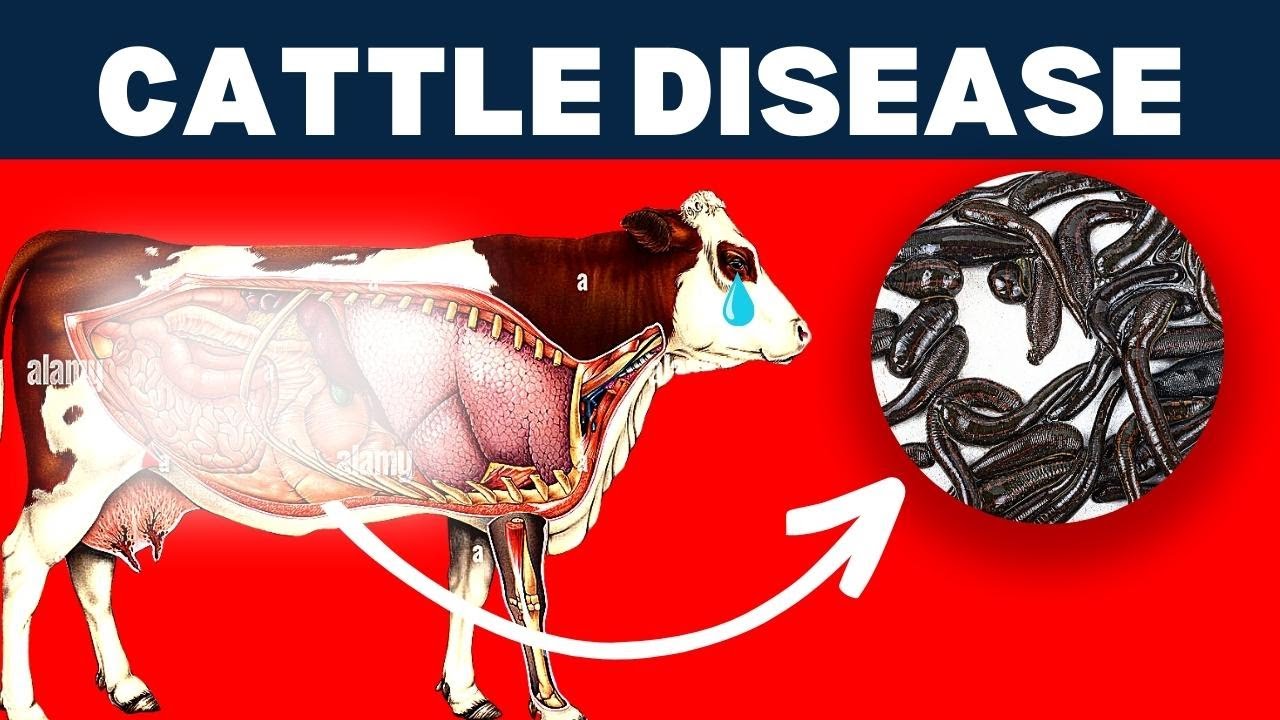 Unveiling the Dark Secrets of Common Cattle Diseases - YouTube