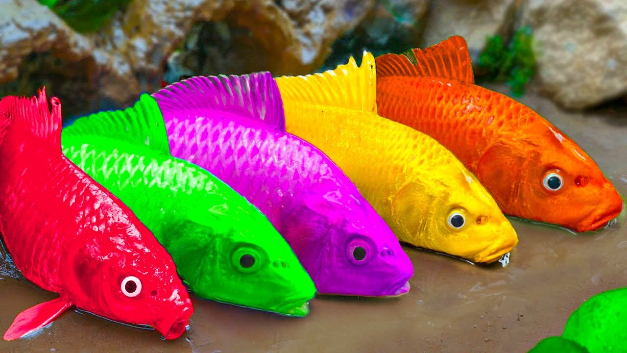 Menemukan ikan hias warna warni, buaya pelangi, bebek kecil, ikan ...