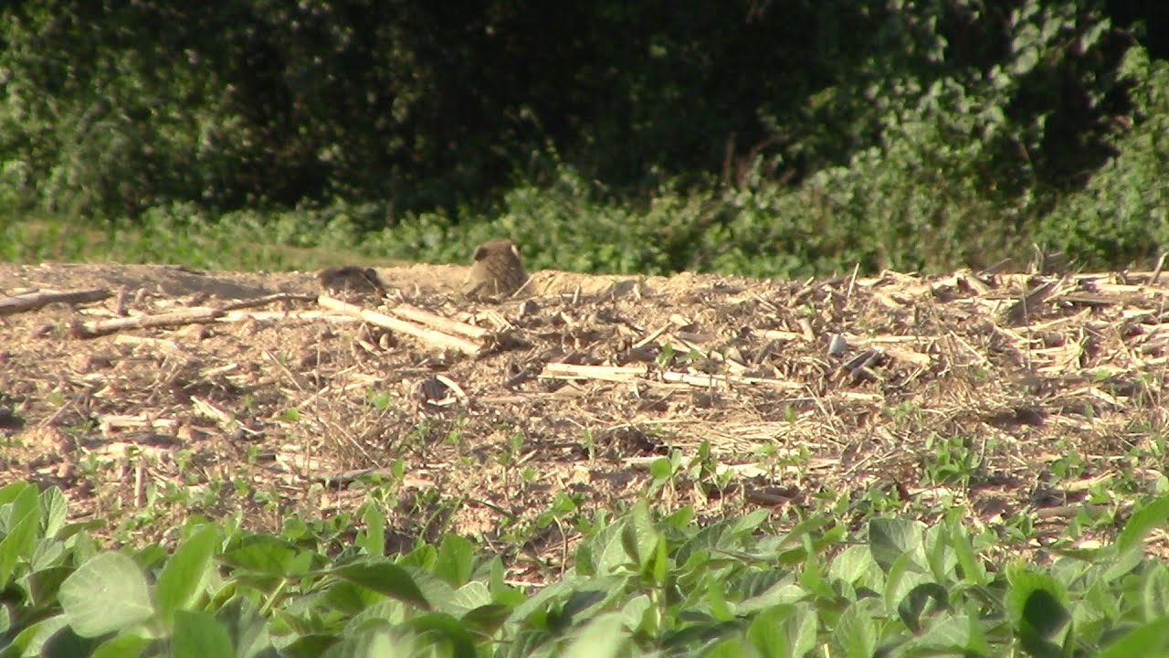 Groundhog Hunt 6/29/20 Bean Field Damage #2020groundhogchallenge - YouTube