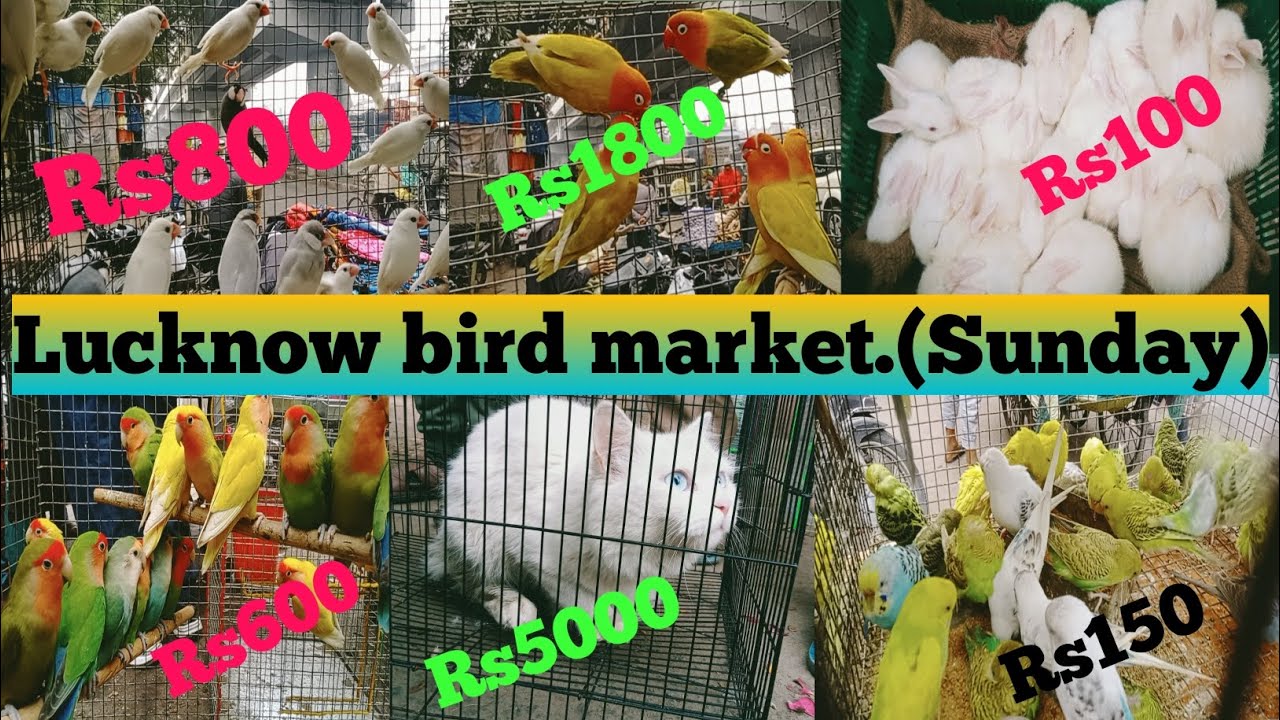 Lucknow bird market.Nakkhas bird market.Neemu park bird market. - YouTube
