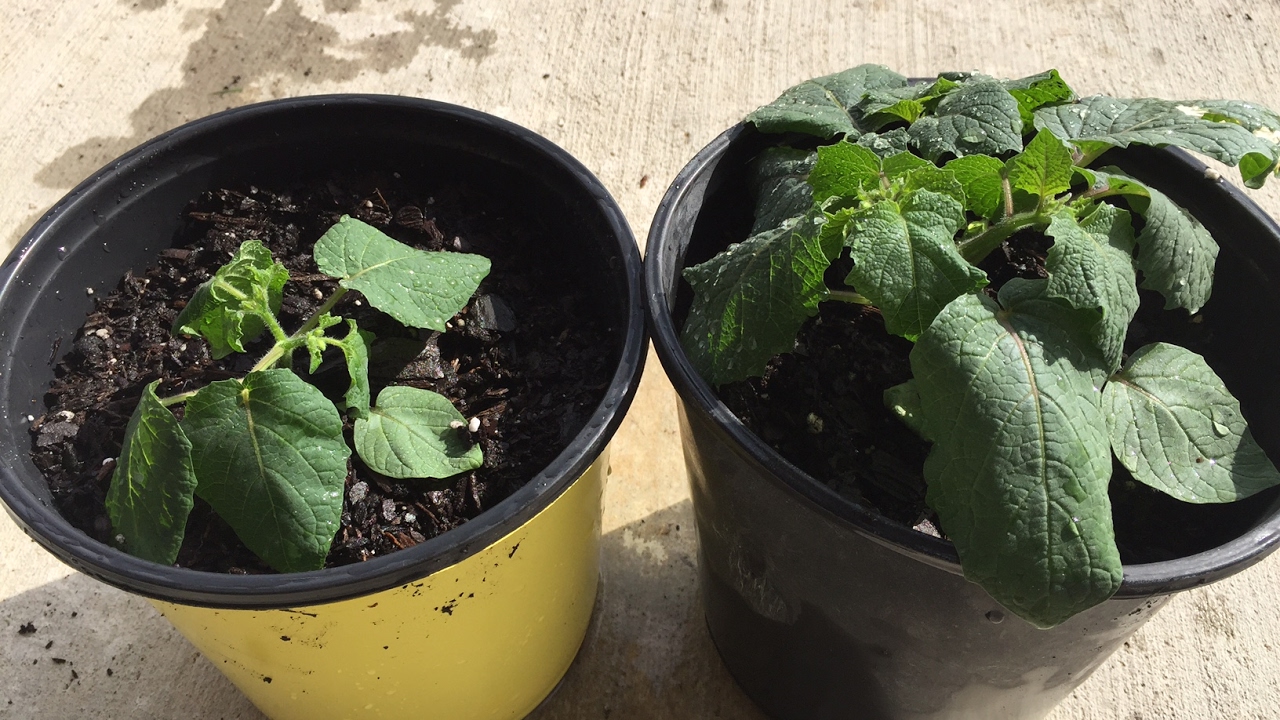 How to Transplant From Double-Cup Method - YouTube