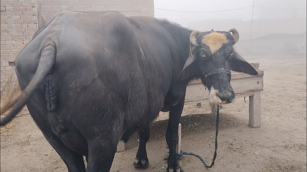 Beautiful pure nili ravi buffalo for sale in Pakistan on YouTube 22/01 ...