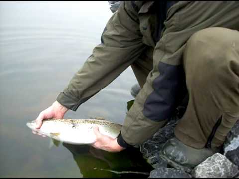 Pike Attack Trout - YouTube