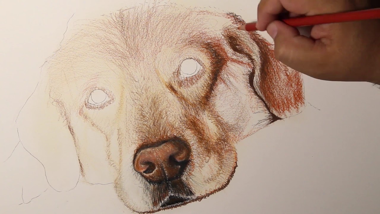 Speed Drawing Color Pencils Retriever Dog Portrait - YouTube
